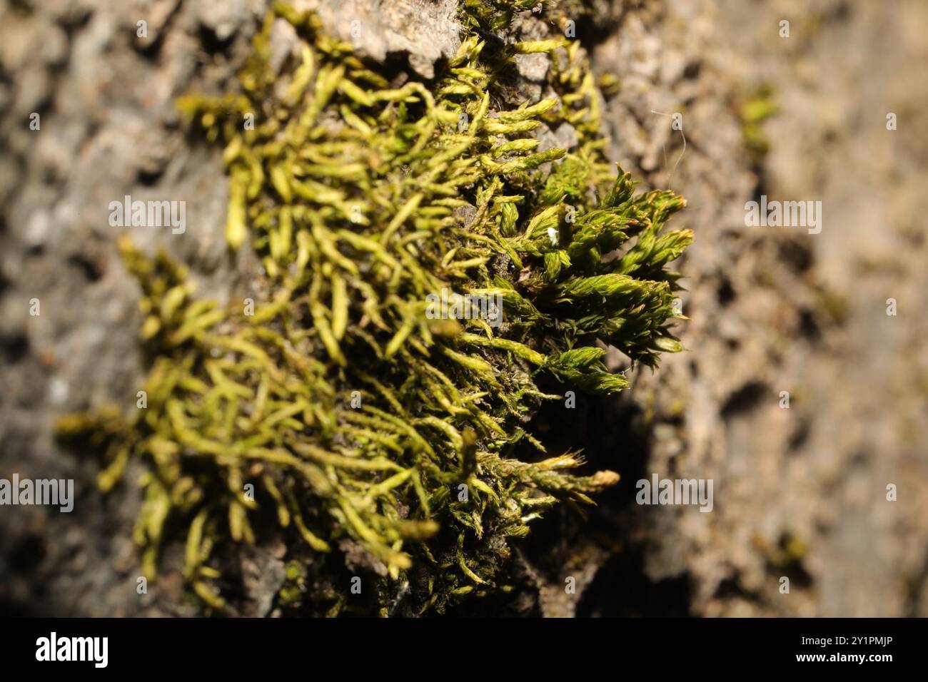 Lateral Cryphaea (Cryphaea heteromalla) Plantae Stock Photo - Alamy