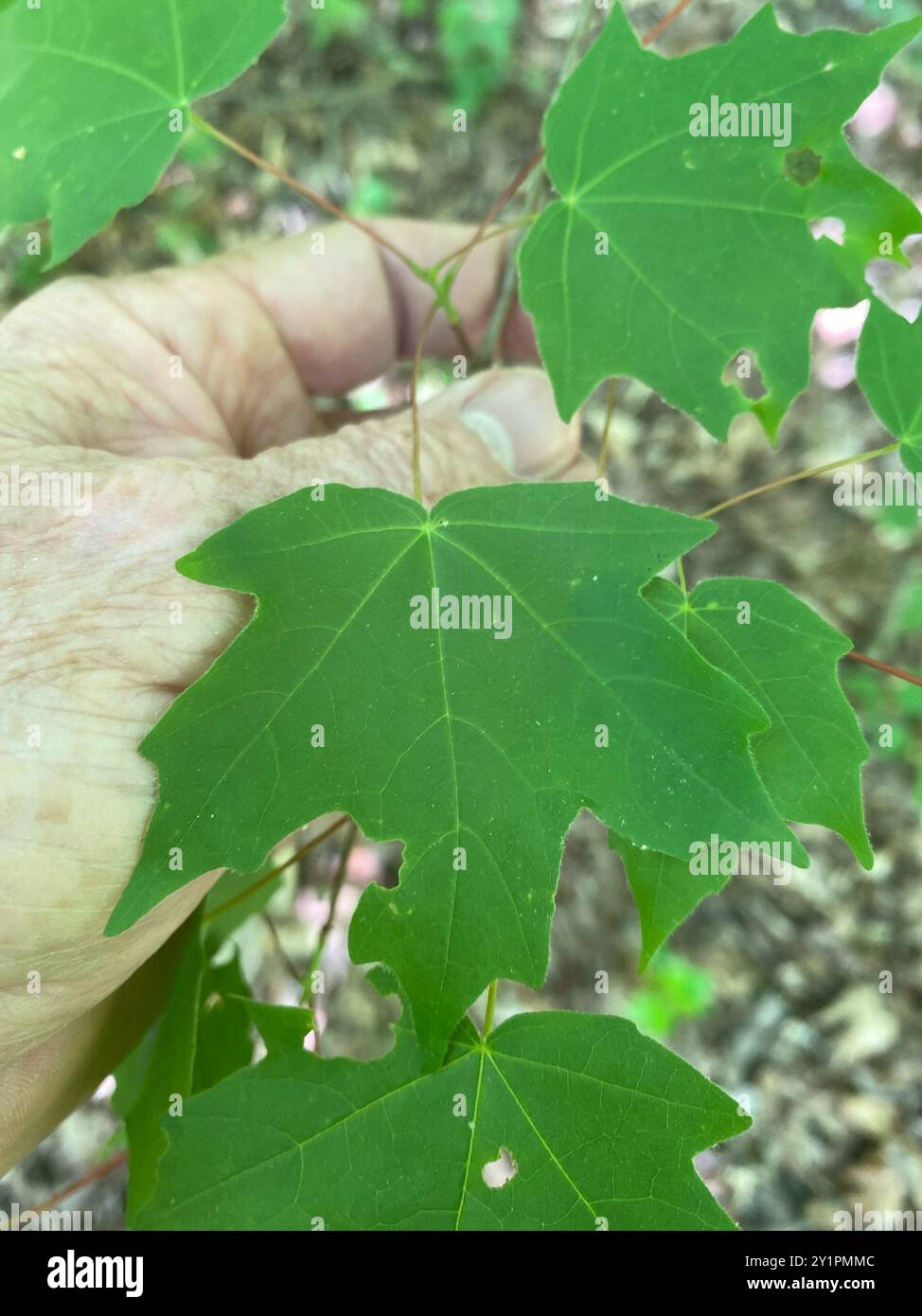 chalk maple (Acer leucoderme) Plantae Stock Photo - Alamy