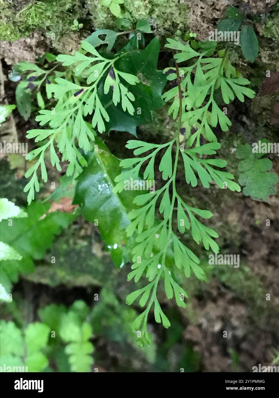 Fairy Fern (Odontosoria chinensis) Plantae Stock Photo - Alamy