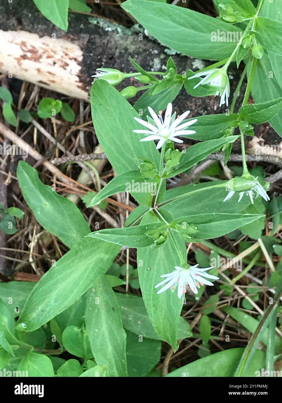 star chickweed (Stellaria pubera) Plantae Stock Photo - Alamy