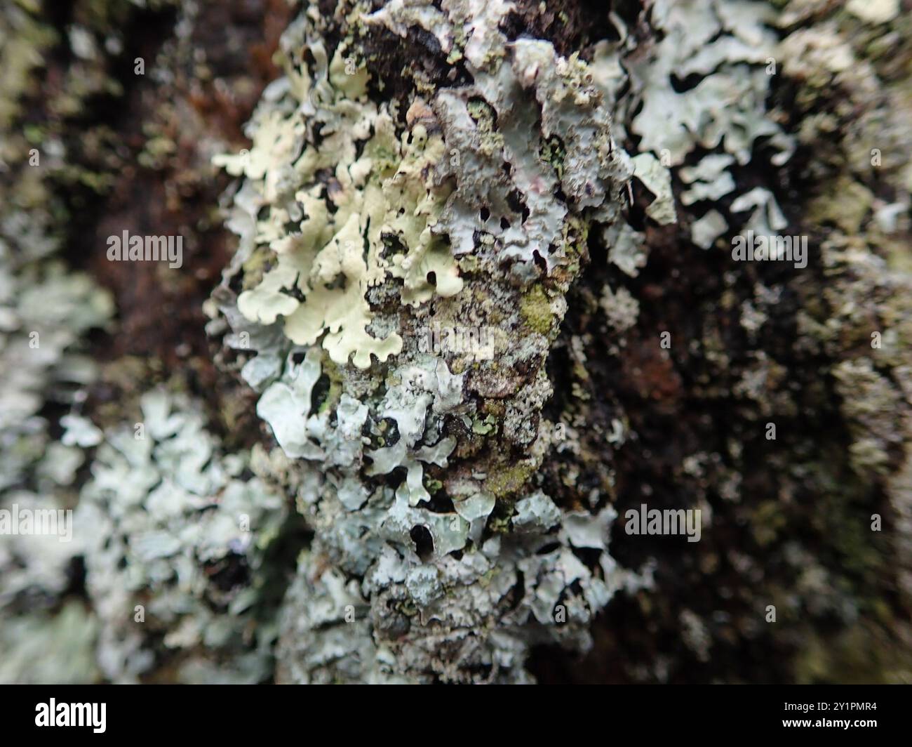 shield lichen (Parmelia sulcata) Fungi Stock Photo - Alamy