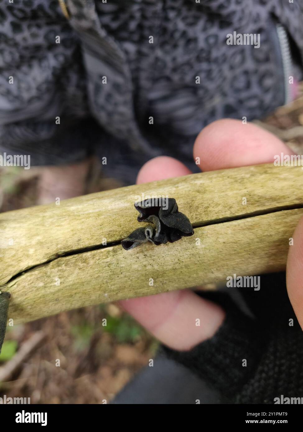 Jelly Ear (Auricularia auricula-judae) Fungi Stock Photo - Alamy