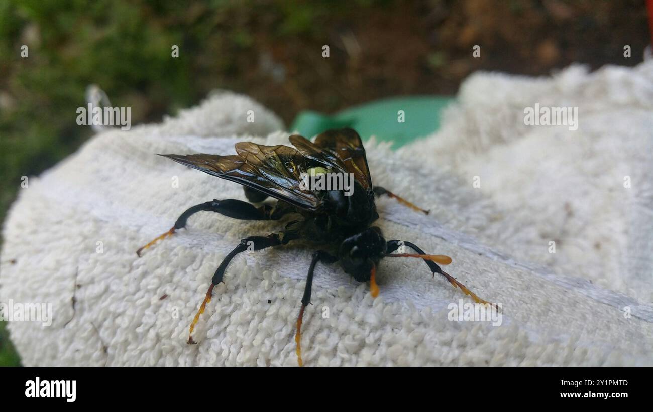 North American Elm Sawfly (Cimbex americanus) Insecta Stock Photo - Alamy