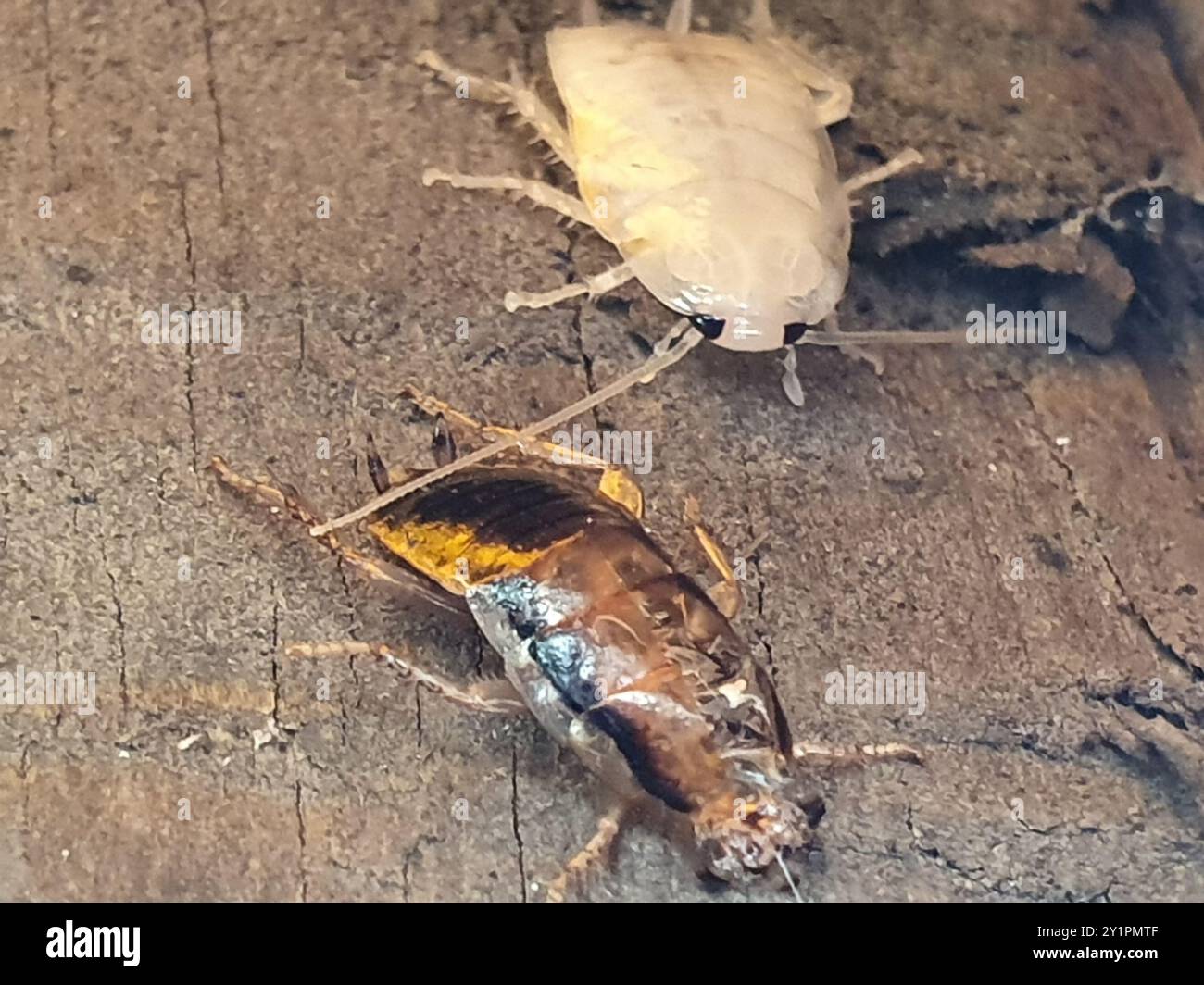 Cockroaches and Termites (Blattodea) Insecta Stock Photo - Alamy