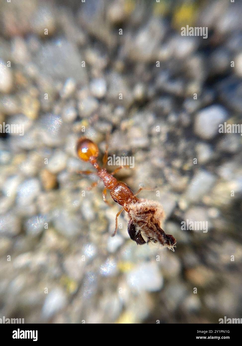 Acorn Ants and Allies (Temnothorax) Insecta Stock Photo - Alamy