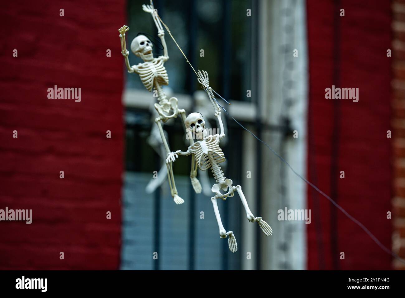 Halloween window decorations. Halloween pumpkin and skeleton for ...