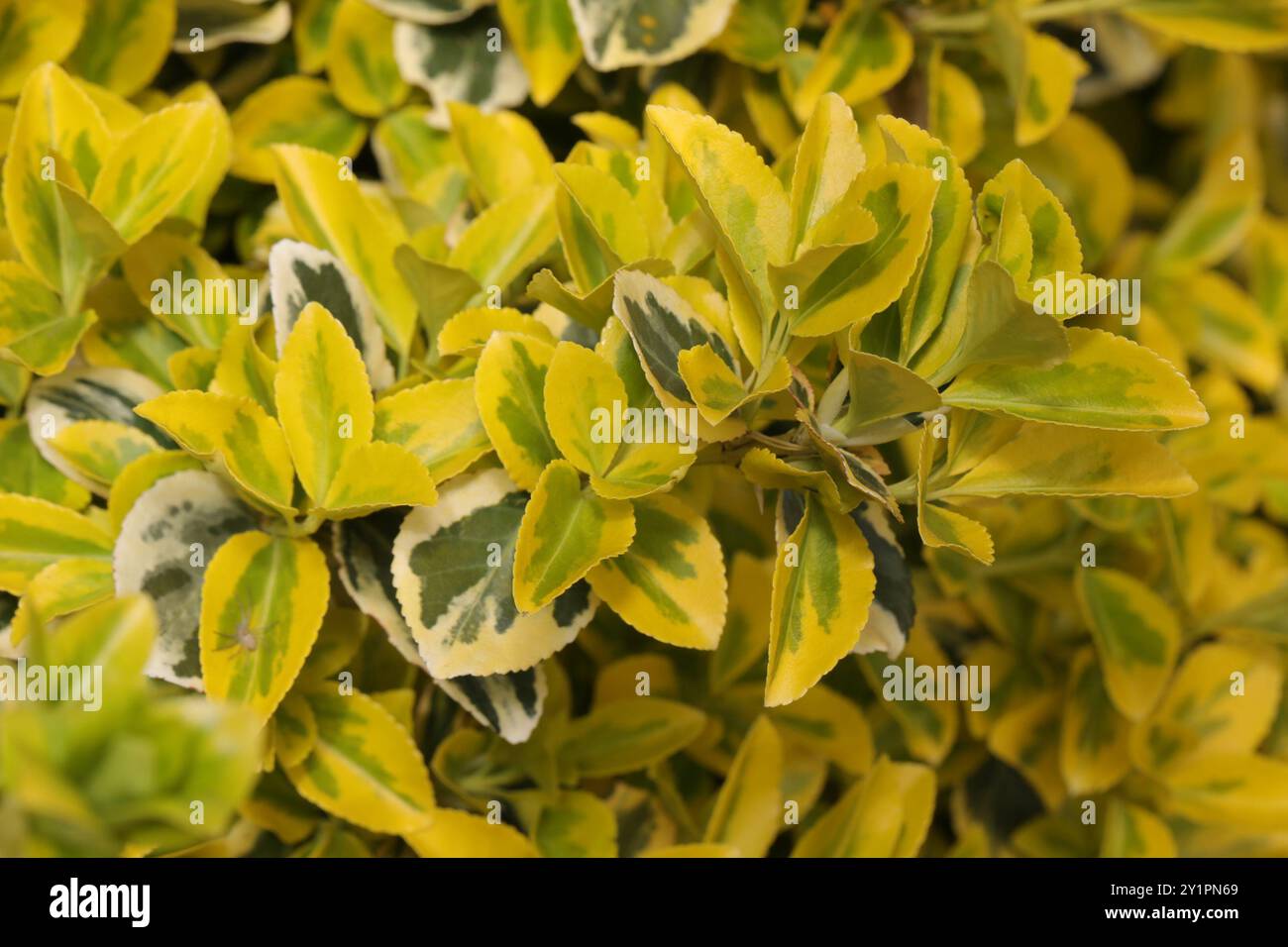 Japanese spindle tree (Euonymus japonicus) Plantae Stock Photo - Alamy
