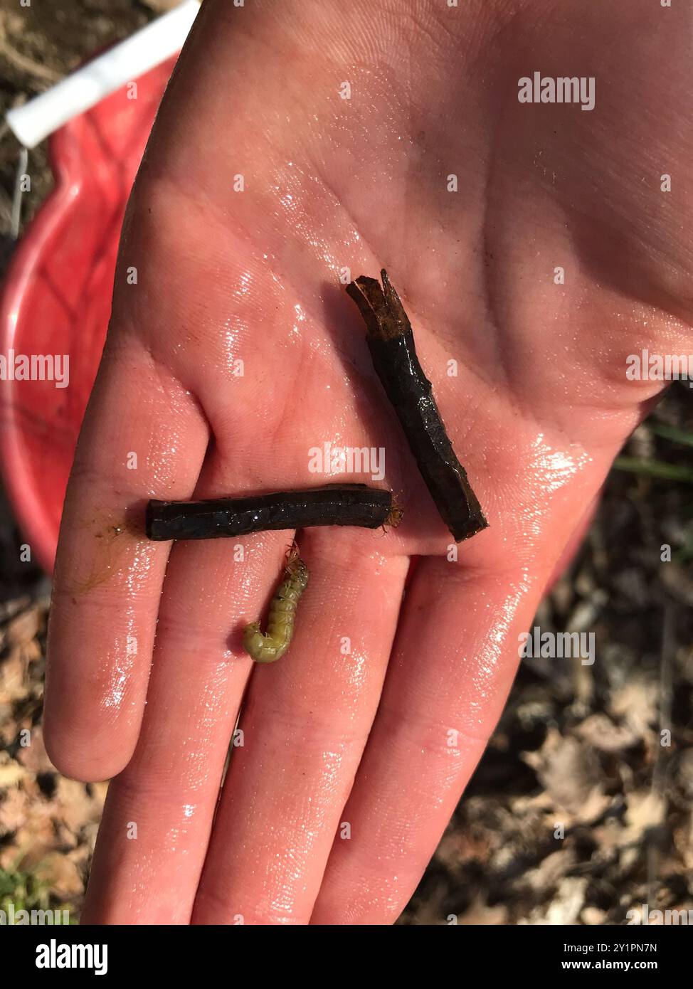Giant Casemaker Caddisflies (Phryganeidae) Insecta Stock Photo - Alamy