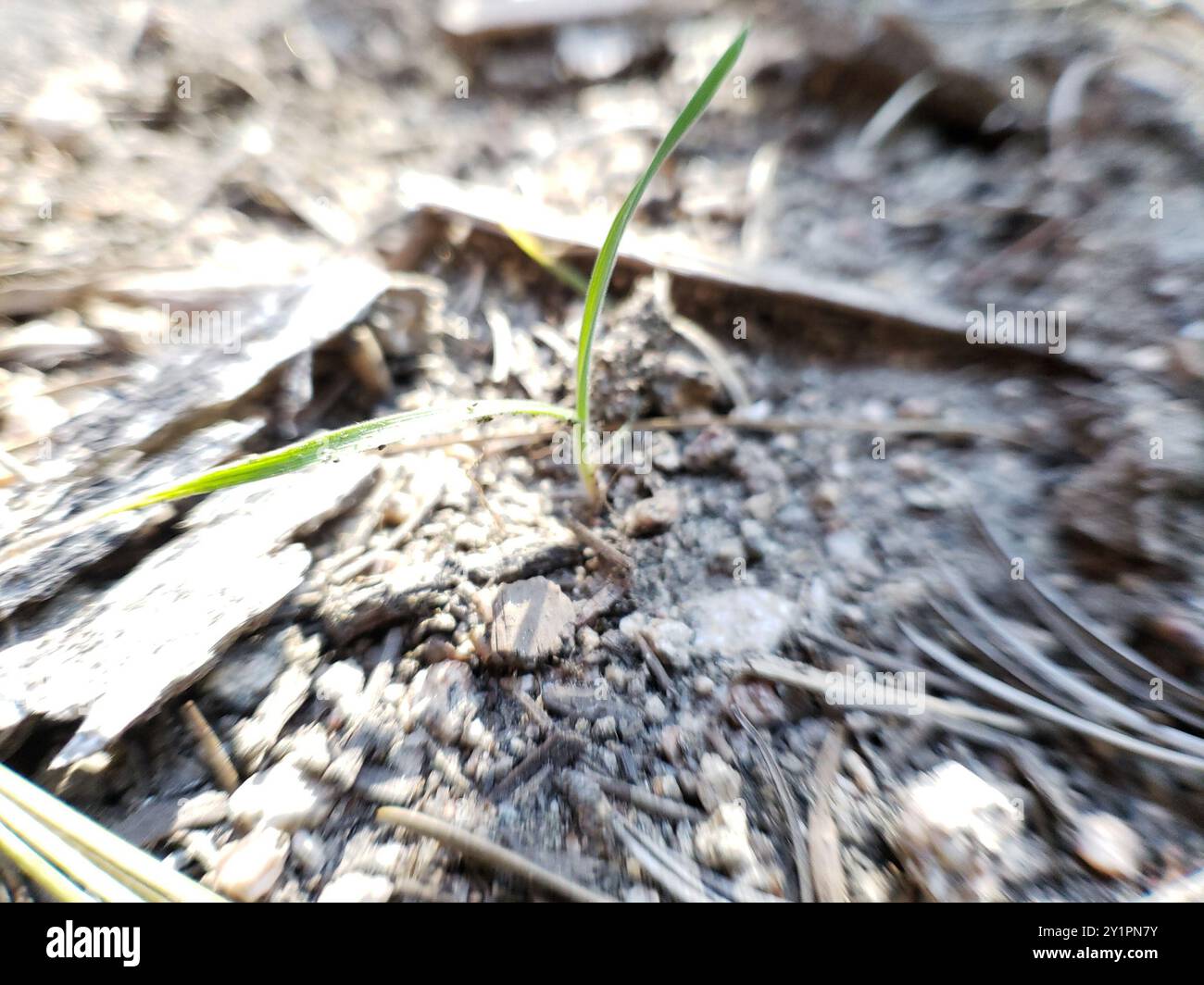 grasses (Poaceae) Plantae Stock Photo - Alamy