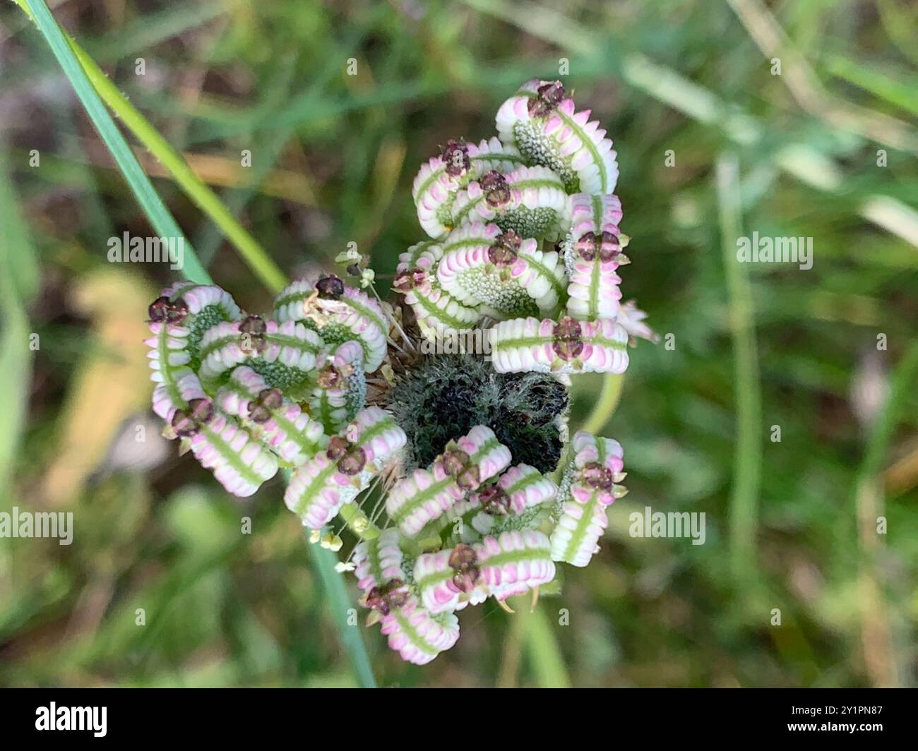 Mediterranean Hartwort (Tordylium apulum) Plantae Stock Photo - Alamy