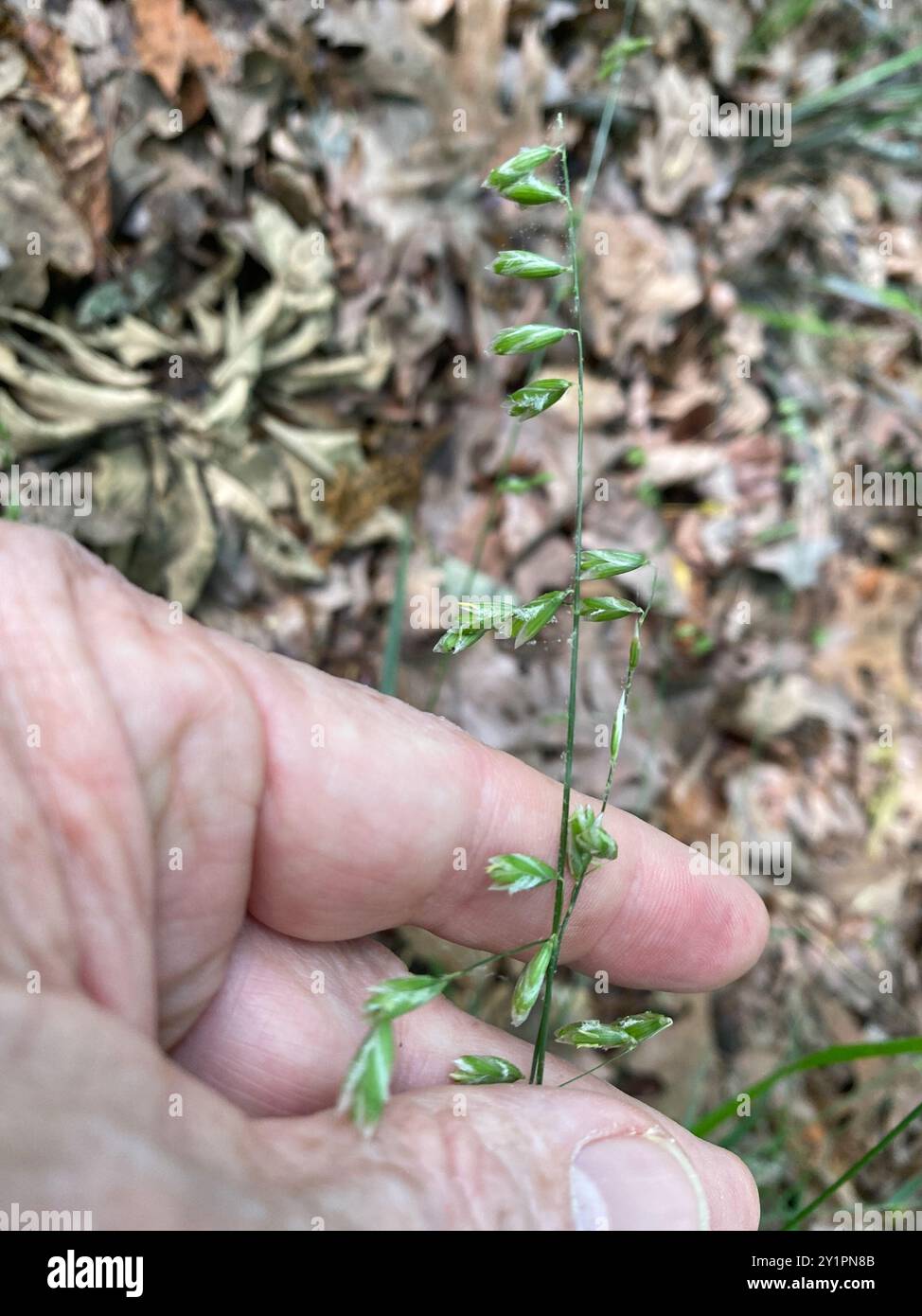 Twoflower Melicgrass (Melica mutica) Plantae Stock Photo - Alamy