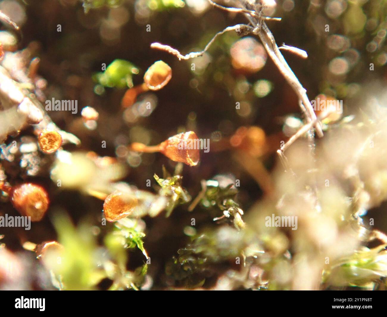 Common Pottia (Tortula truncata) Plantae Stock Photo - Alamy