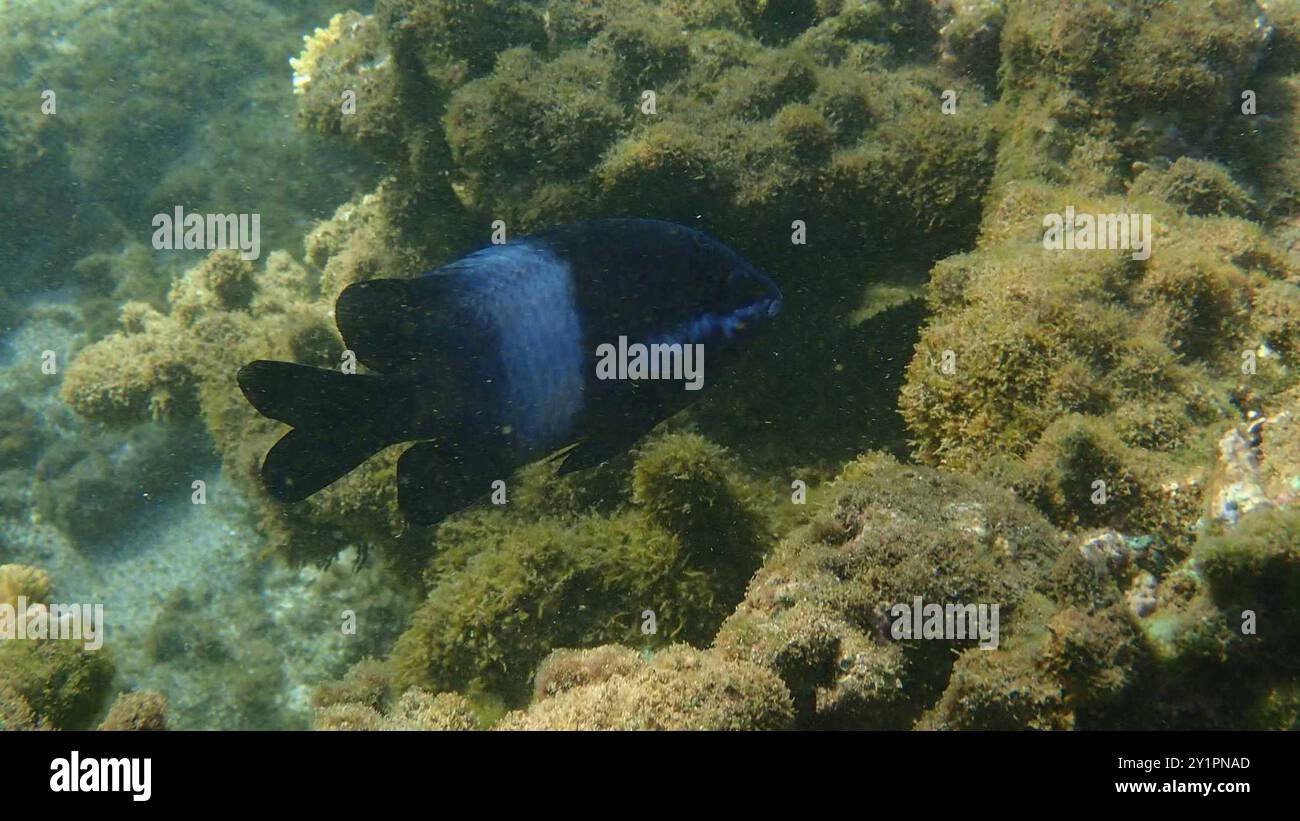 Dusky Gregory (Stegastes nigricans) Actinopterygii Stock Photo - Alamy