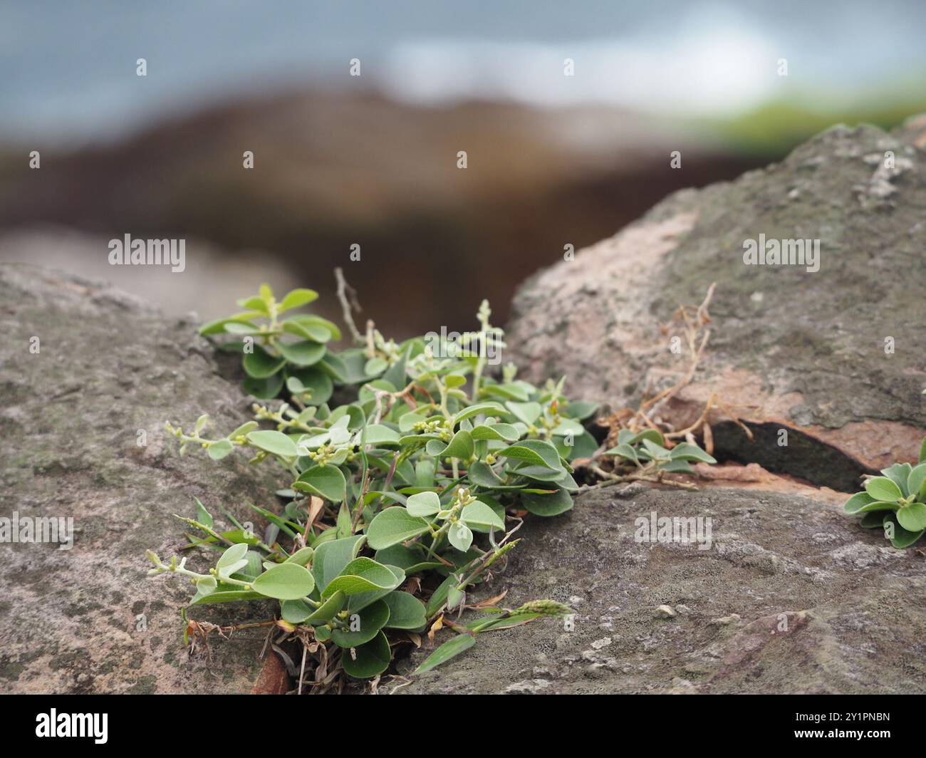queen coralbead (Nephroia orbiculata) Plantae Stock Photo - Alamy
