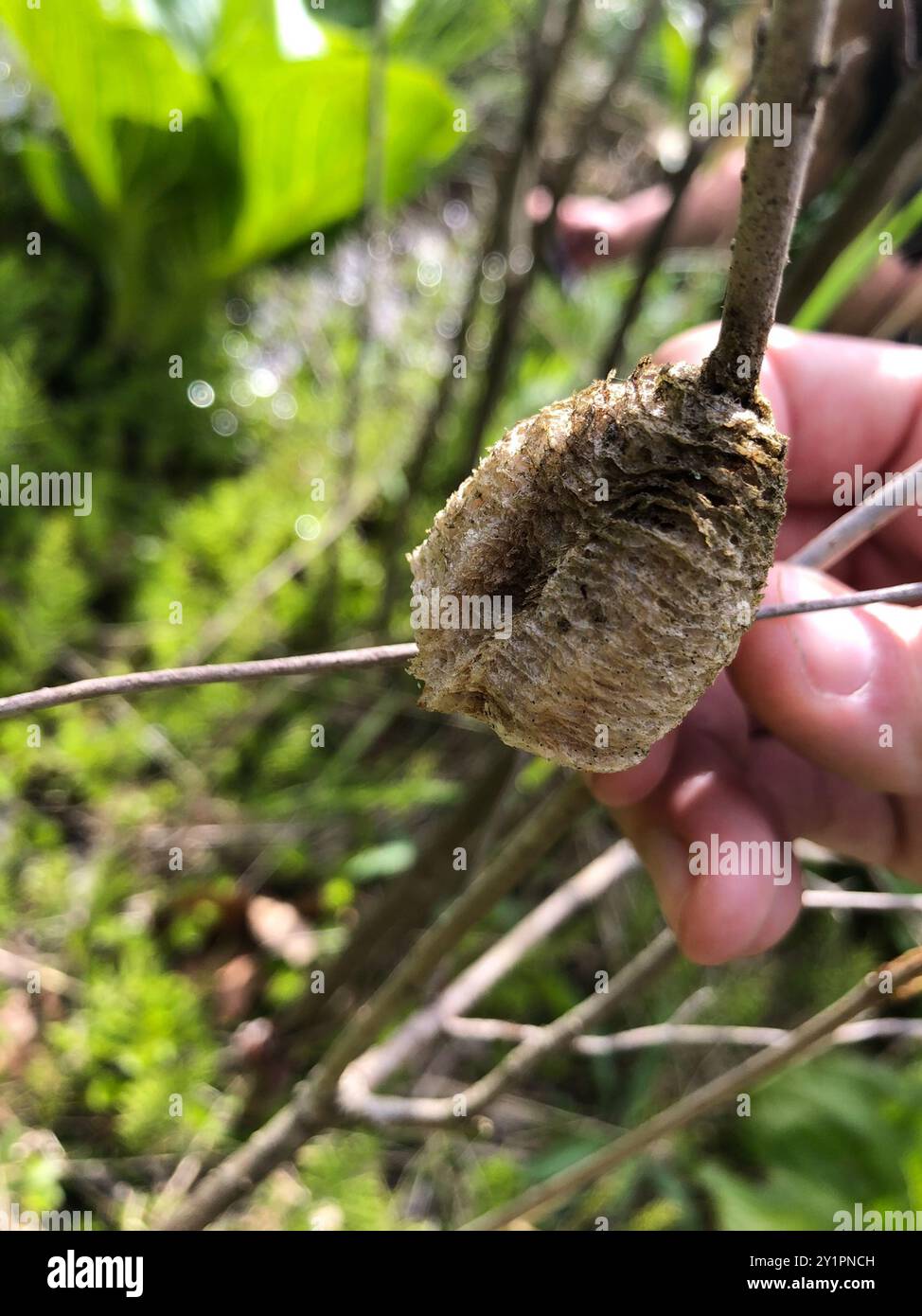 Chinese Mantis (Tenodera sinensis) Insecta Stock Photo - Alamy