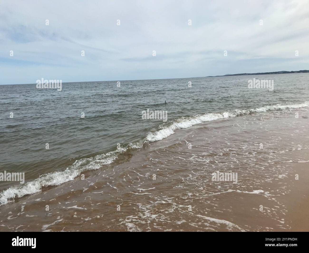 Great Grebe (Podiceps major) Aves Stock Photo - Alamy