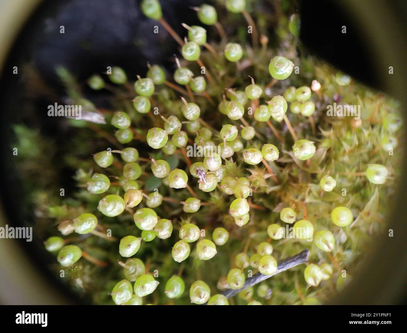 common bladder moss (Physcomitrium pyriforme) Plantae Stock Photo - Alamy