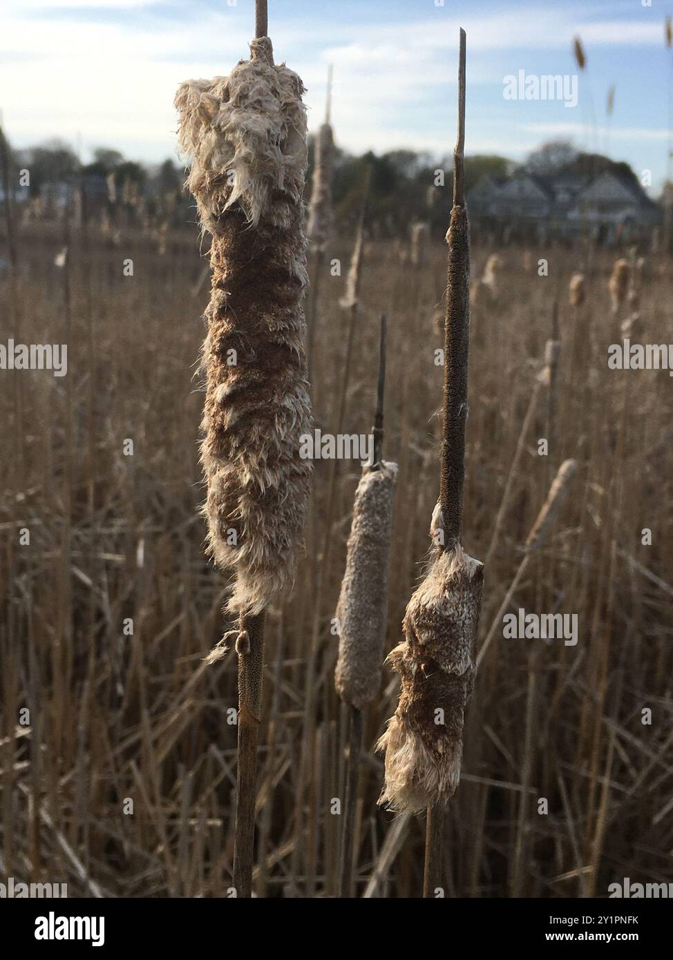 Cattails (Typha) Plantae Stock Photo - Alamy