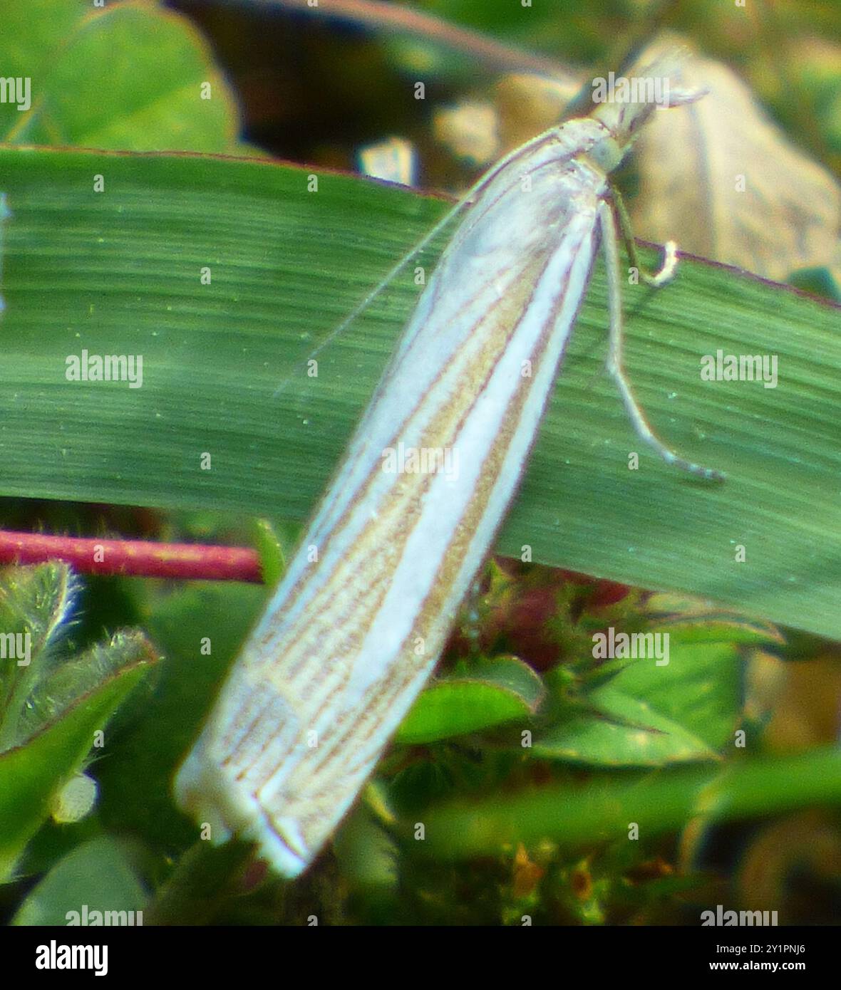 Eastern Grass-veneer (Crambus laqueatellus) Insecta Stock Photo - Alamy