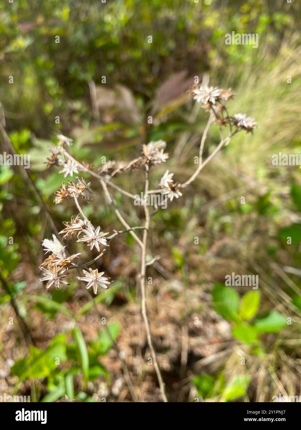 Dixie aster (Sericocarpus tortifolius) Plantae Stock Photo - Alamy