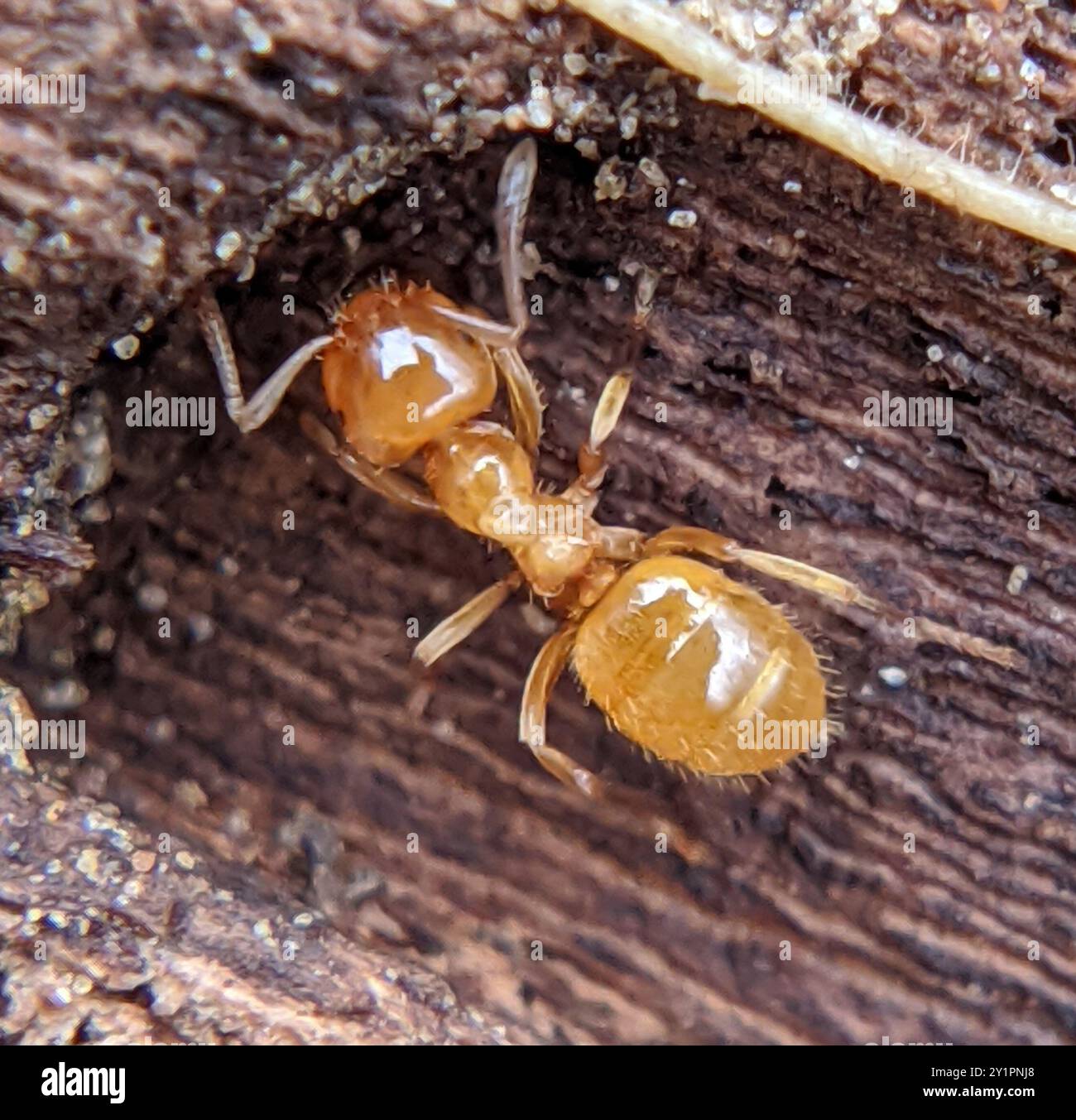 Citronella Ants, Fuzzy Ants, and Allies (Lasius) Insecta Stock Photo ...