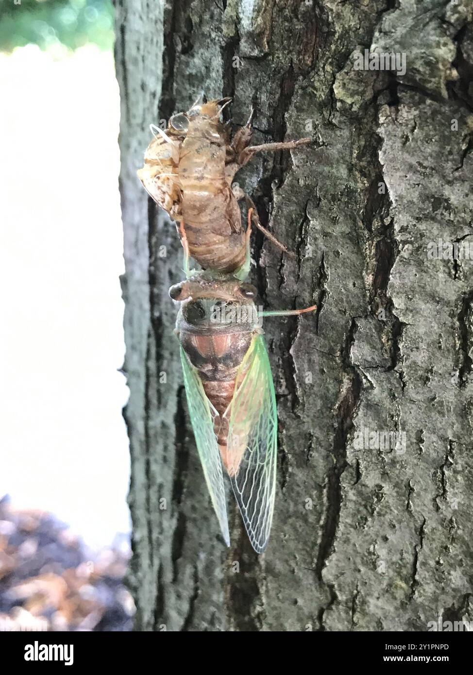 Northern Dog-day Cicada (Neotibicen canicularis) Insecta Stock Photo ...