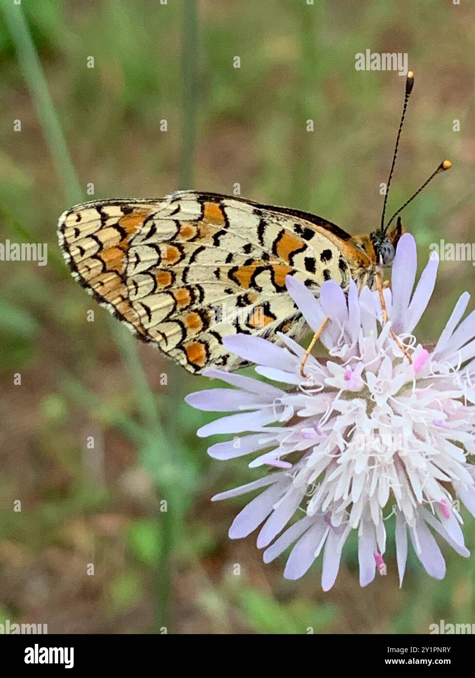 Eastern Knapweed Fritillary (Melitaea ornata) Insecta Stock Photo - Alamy