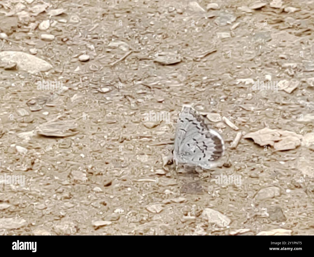 Spring Azure (Celastrina ladon) Insecta Stock Photo - Alamy