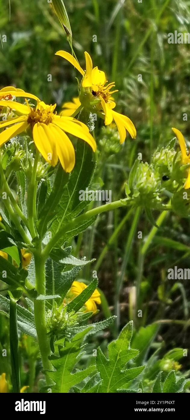 Engelmann daisy (Engelmannia peristenia) Plantae Stock Photo - Alamy