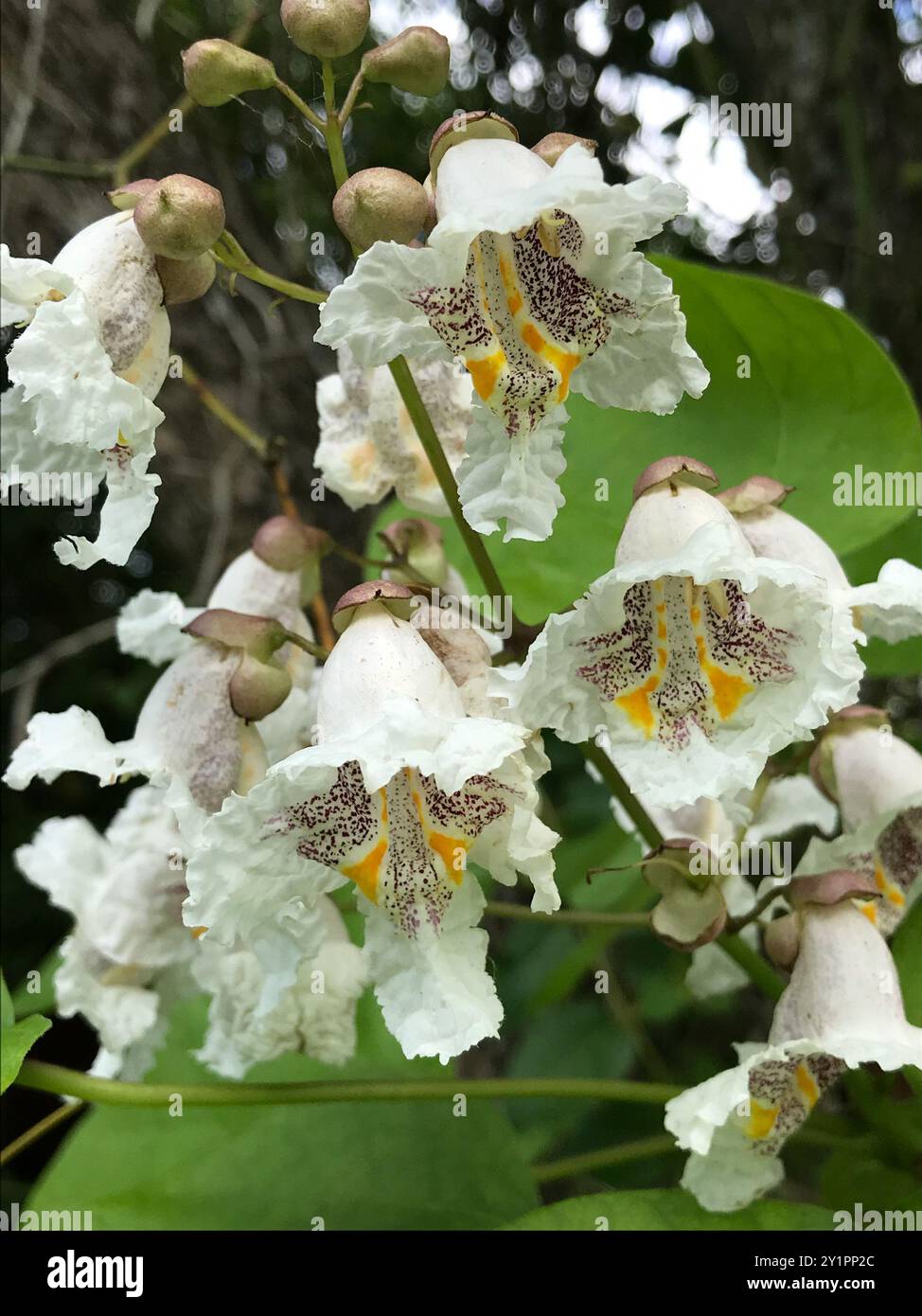 southern catalpa (Catalpa bignonioides) Plantae Stock Photo - Alamy
