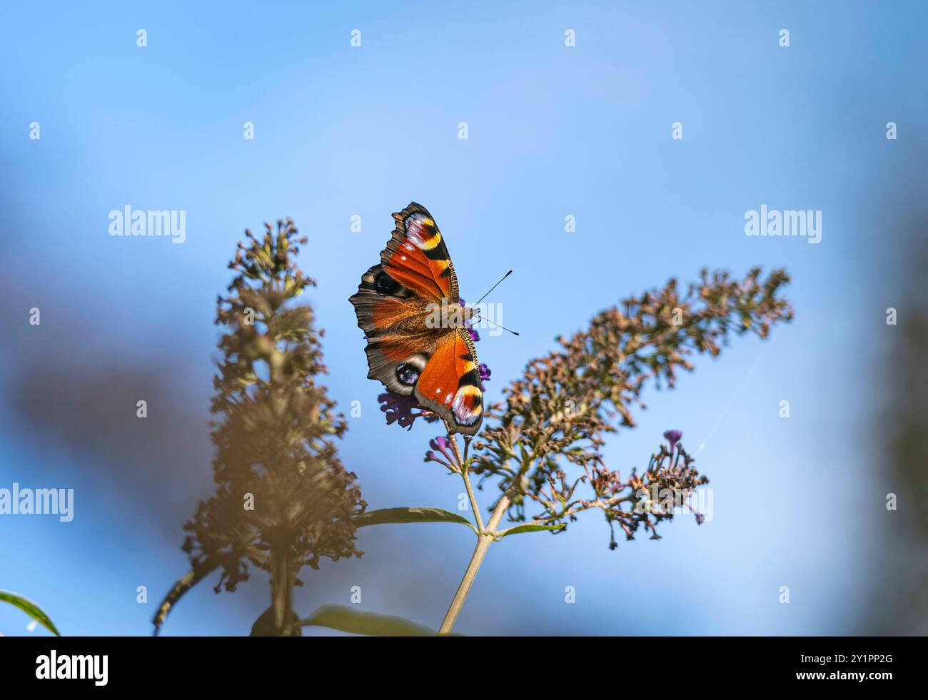 Amsterdam The Netherlands 7th September 2024 Aglais io, European ...