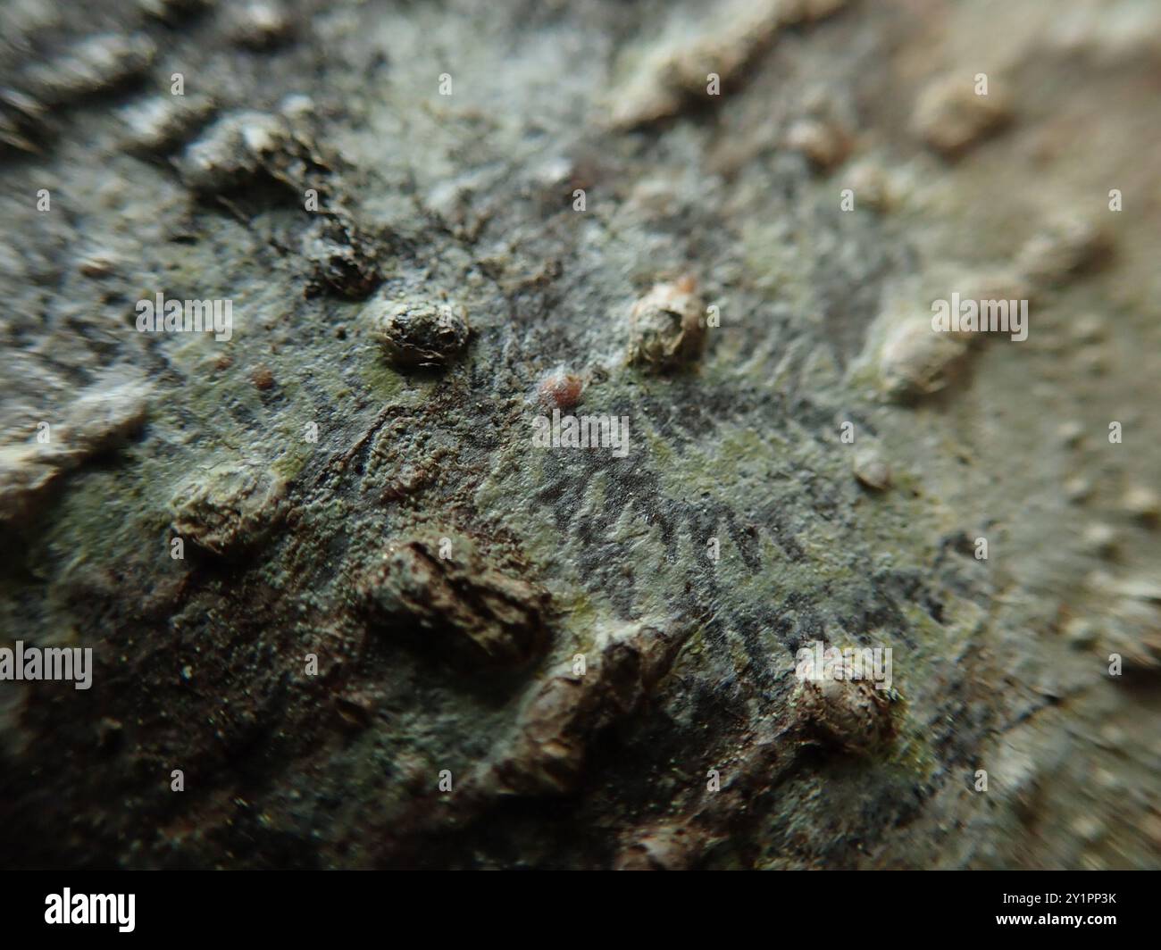 Gastropods (Gastropoda) Mollusca Stock Photo - Alamy