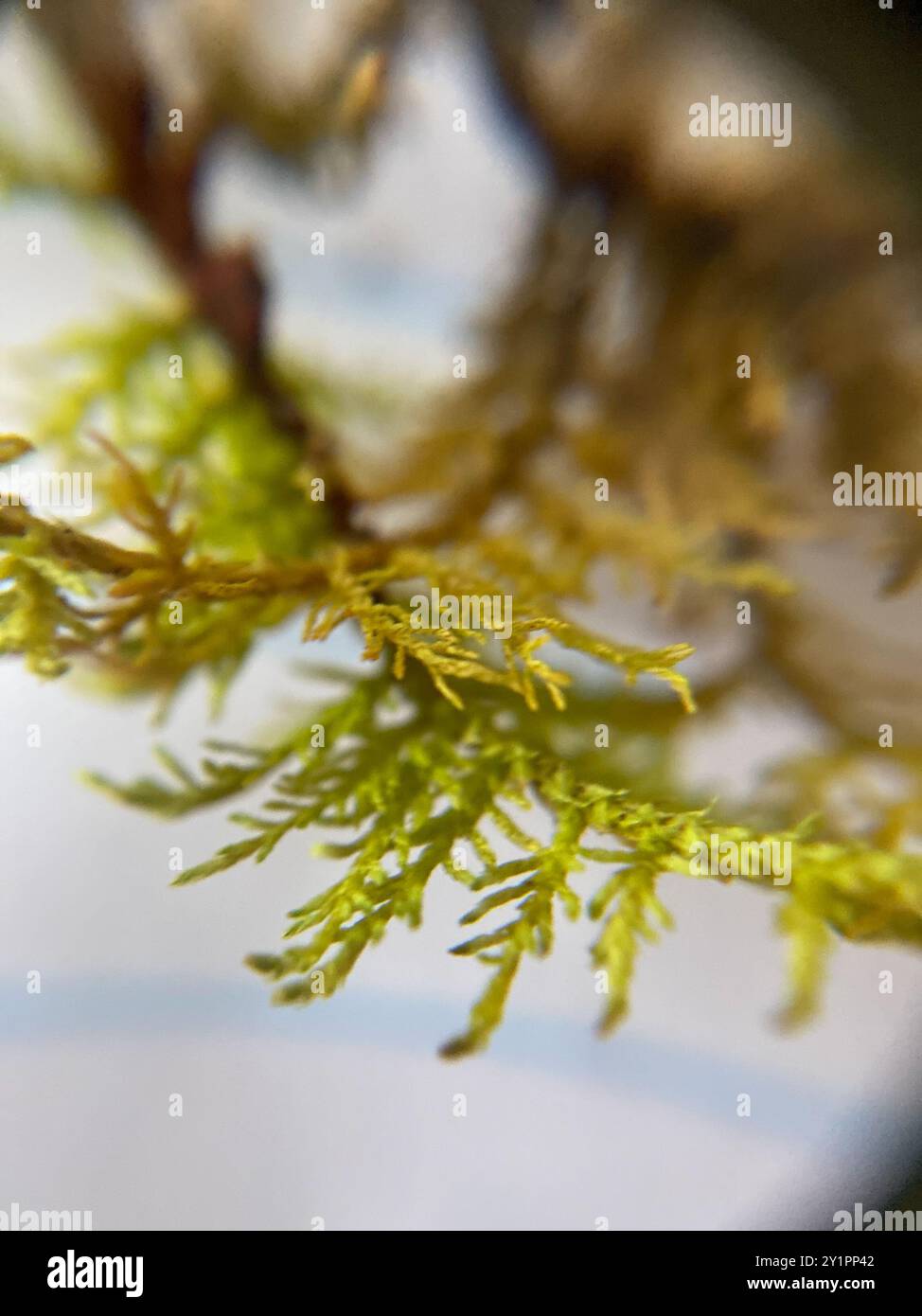 delicate fern moss (Thuidium delicatulum) Plantae Stock Photo - Alamy