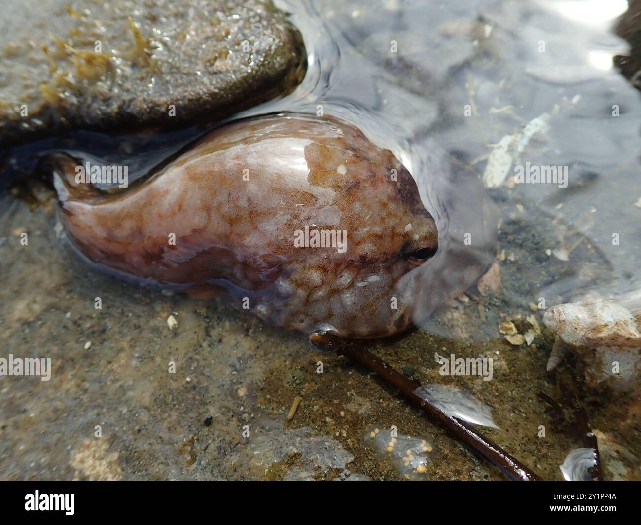 Northern Clingfish (Gobiesox maeandricus) Actinopterygii Stock Photo ...