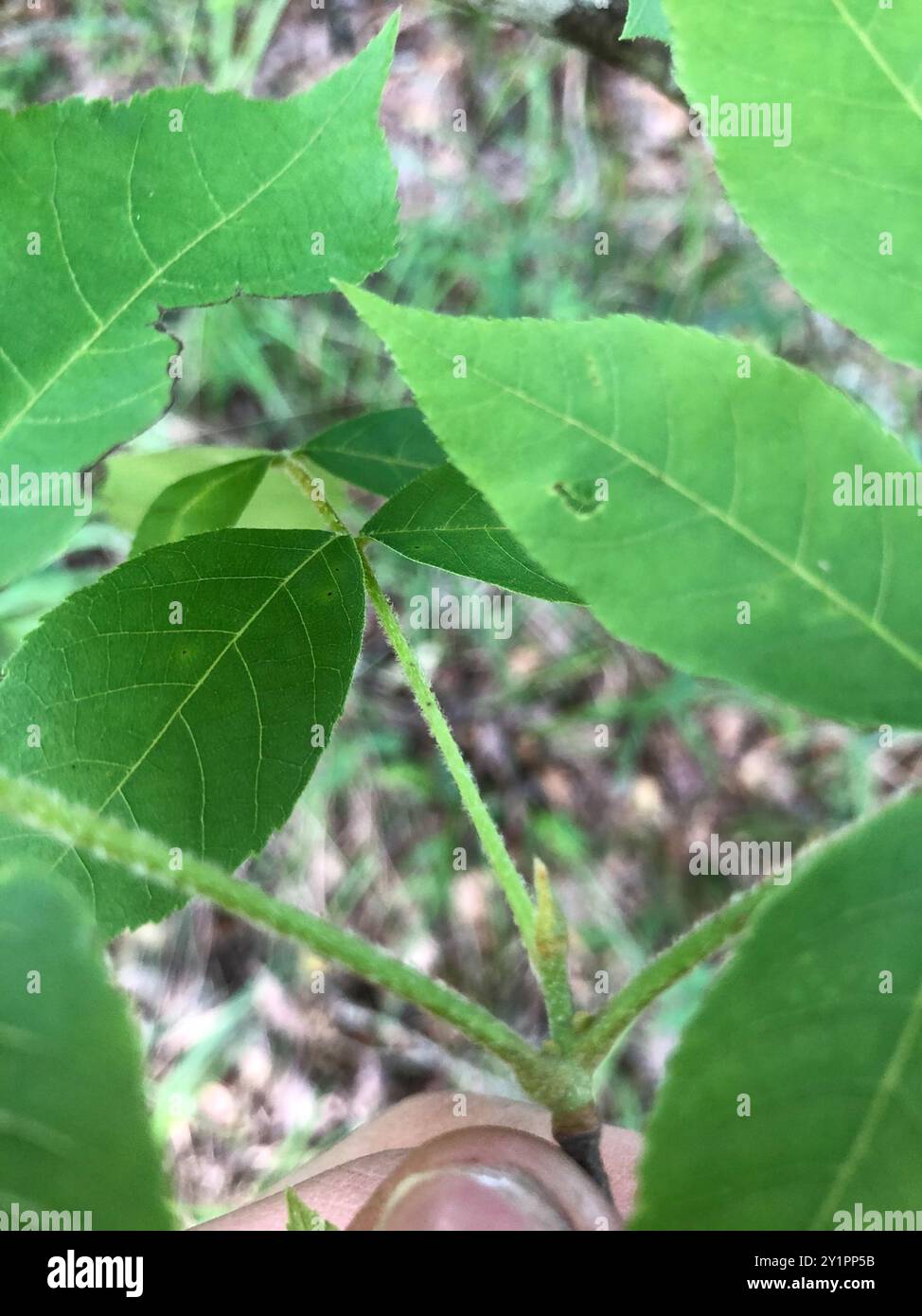 sand hickory (Carya pallida) Plantae Stock Photo - Alamy