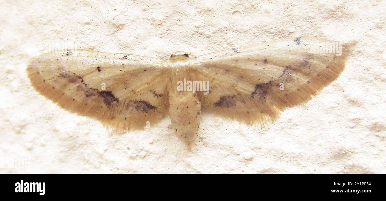 Geometer Moths (Geometridae) Insecta Stock Photo - Alamy