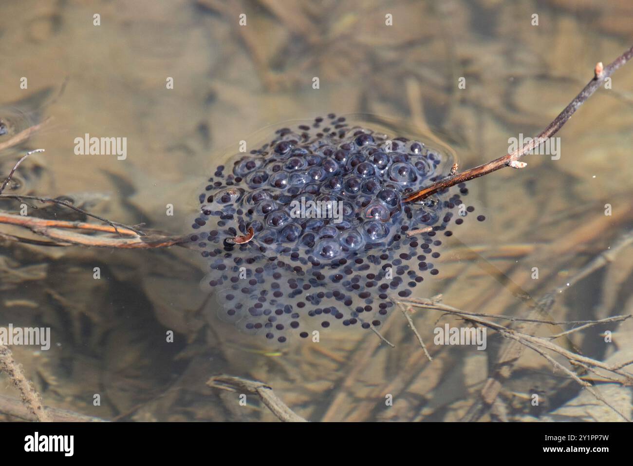 Wood Frog (Lithobates sylvaticus) Amphibia Stock Photo - Alamy