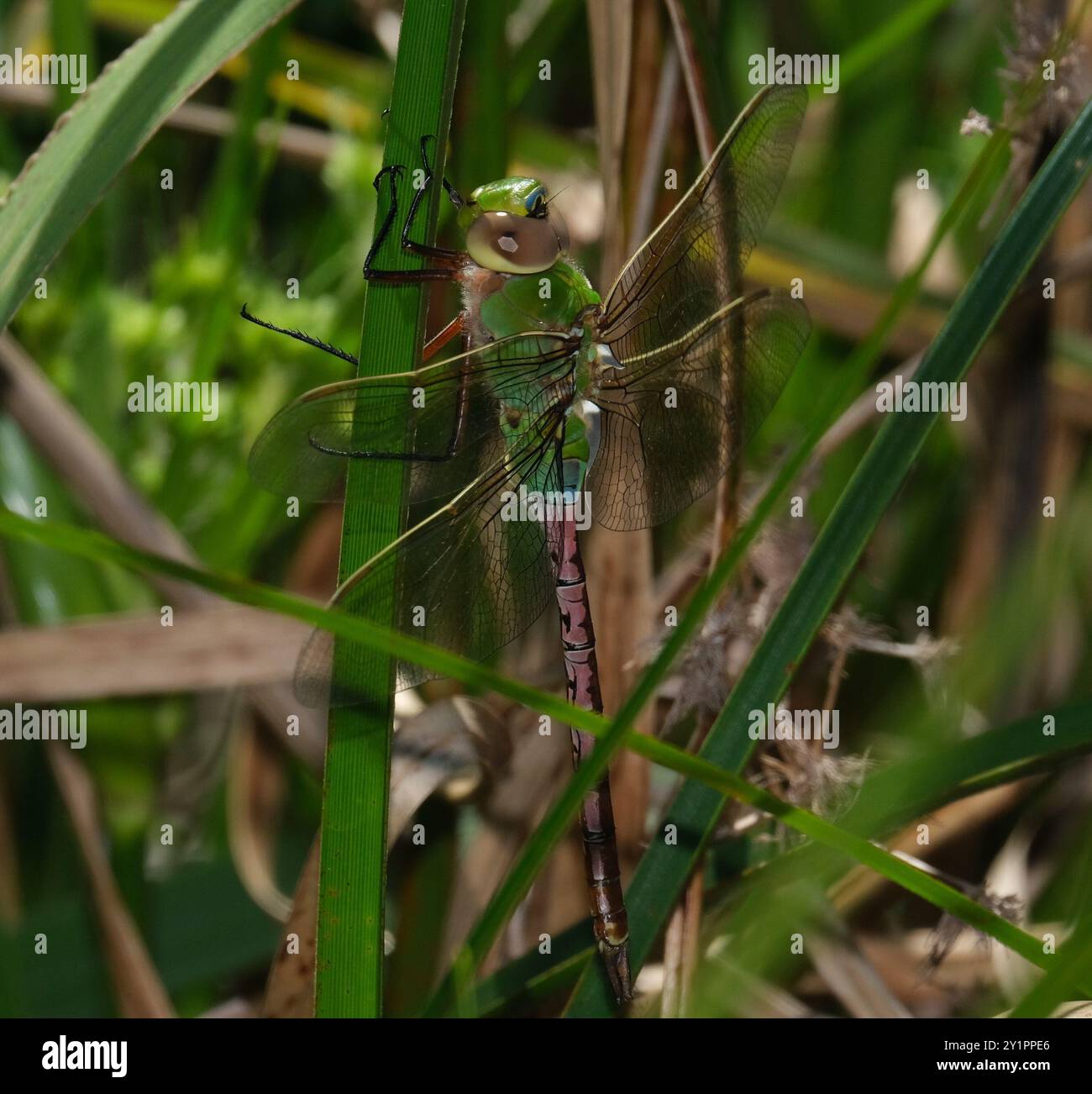 Common Green Darner (Anax junius) Insecta Stock Photo - Alamy