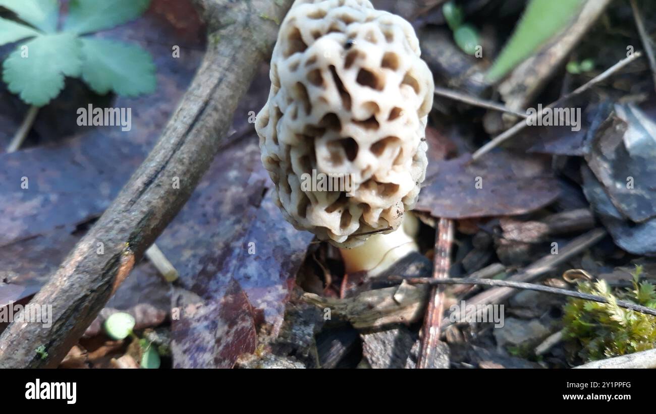 white morel (Morchella americana) Fungi Stock Photo - Alamy