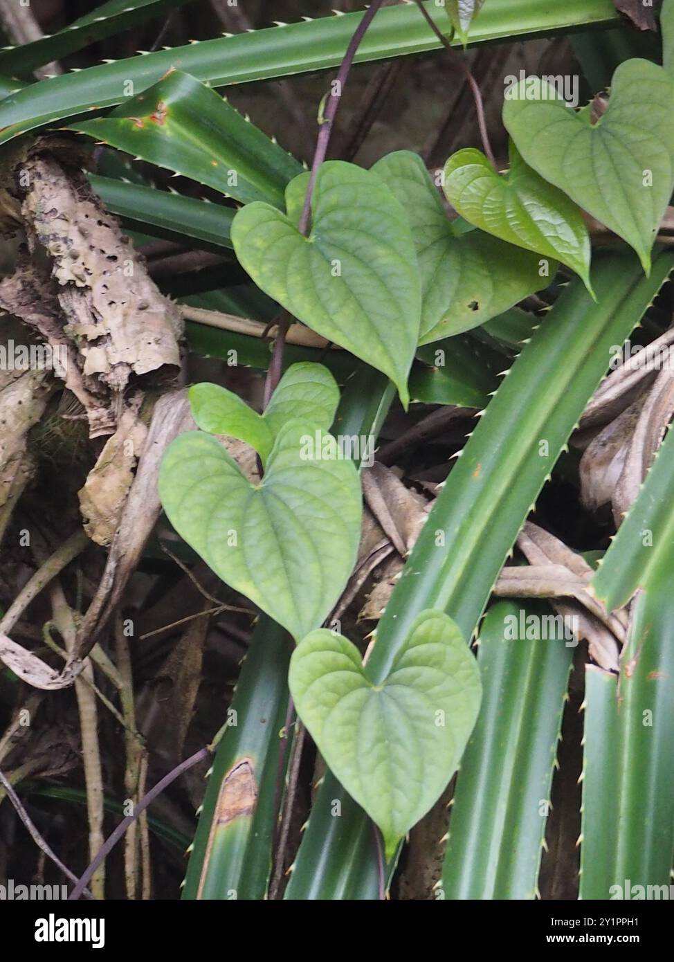 air potato (Dioscorea bulbifera) Plantae Stock Photo - Alamy