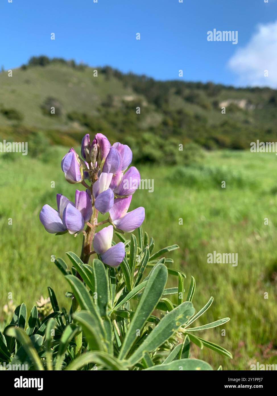 Summer Lupine (Lupinus formosus) Plantae Stock Photo - Alamy