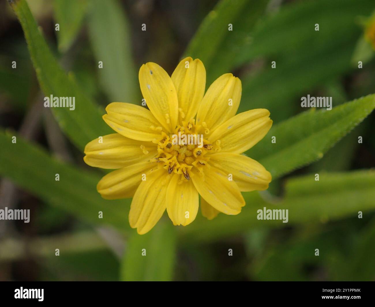 Wedelia (Sphagneticola calendulacea) Plantae Stock Photo - Alamy