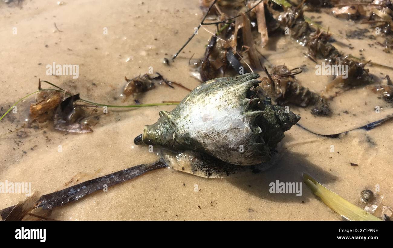 American Crown Conch (Melongena corona) Mollusca Stock Photo - Alamy