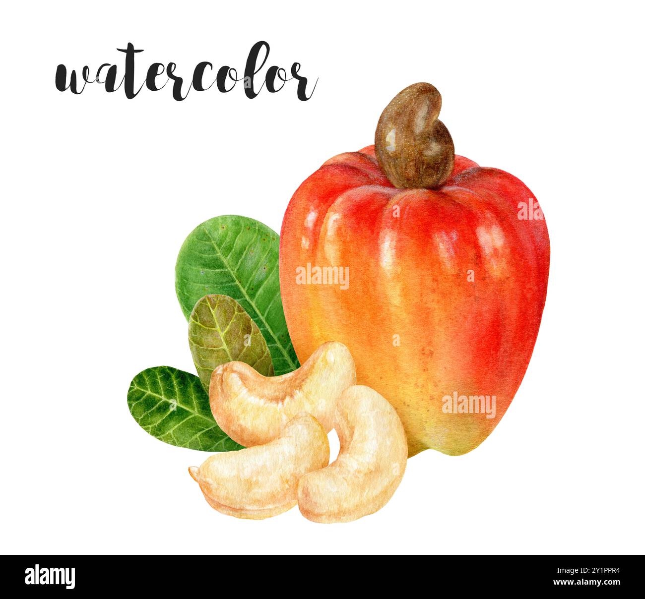 Hand-Painted Watercolor Cashew Nut Botanical Illustration Stock Photo ...