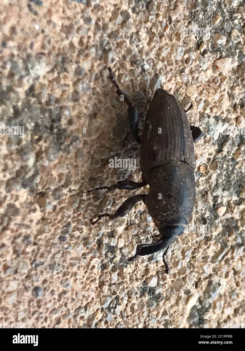 Billbug Weevils (Sphenophorus) Insecta Stock Photo - Alamy