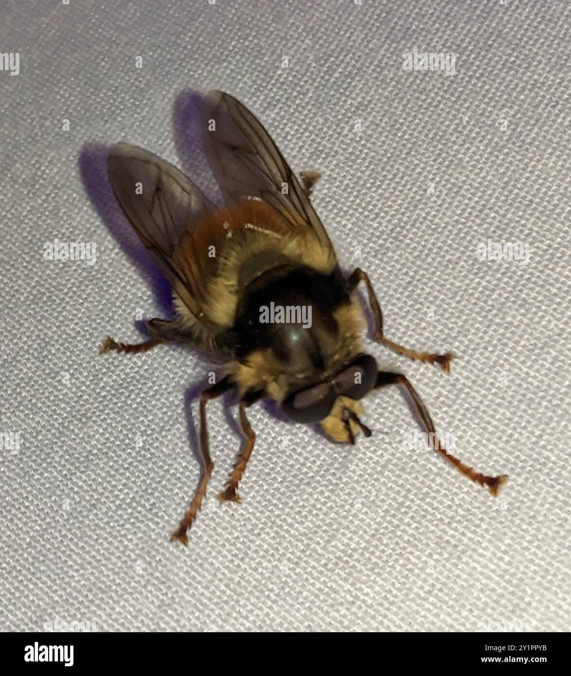 Whiskered Bumble Fly (Criorhina bubulcus) Insecta Stock Photo - Alamy