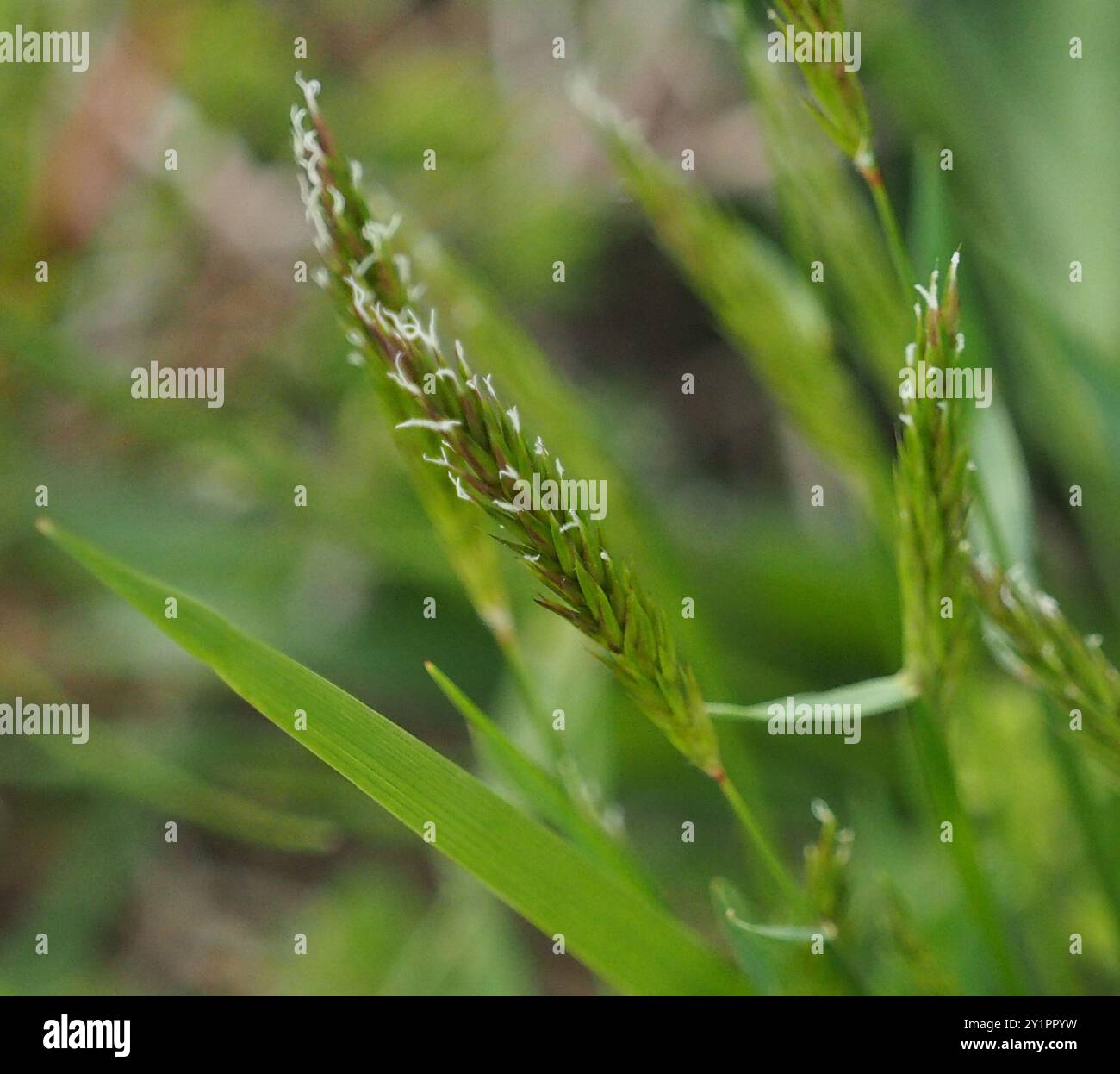 sweet vernal grass (Anthoxanthum odoratum) Plantae Stock Photo - Alamy