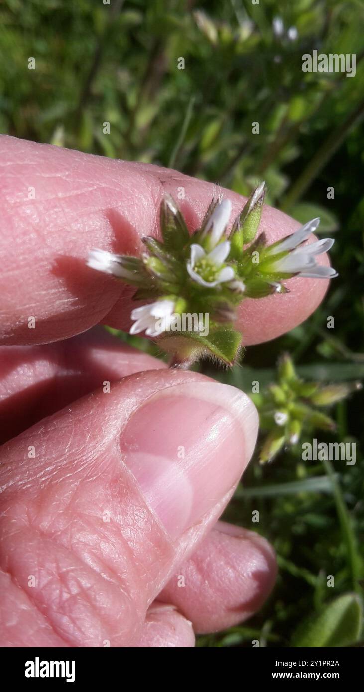 Sticky mouse-ear chickweed (Cerastium glomeratum) Plantae Stock Photo ...