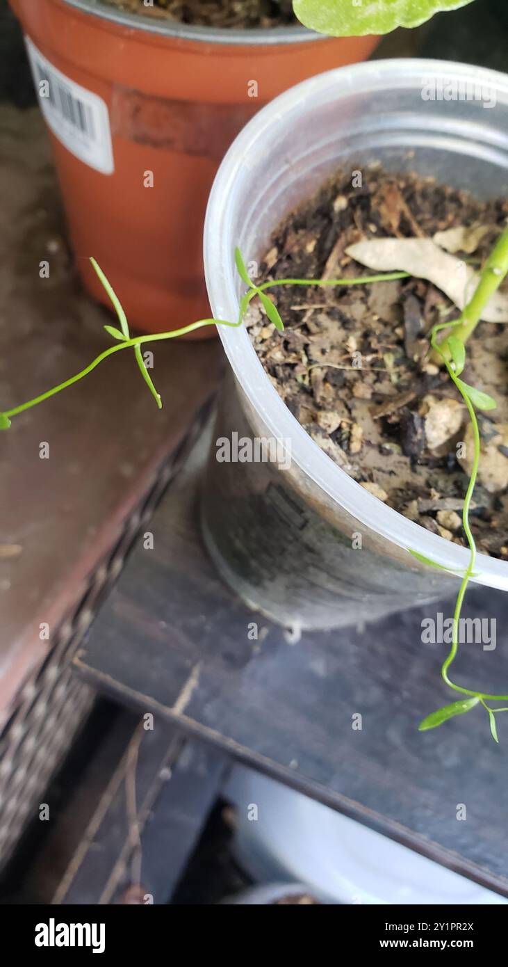 vascular plants (Tracheophyta) Plantae Stock Photo - Alamy