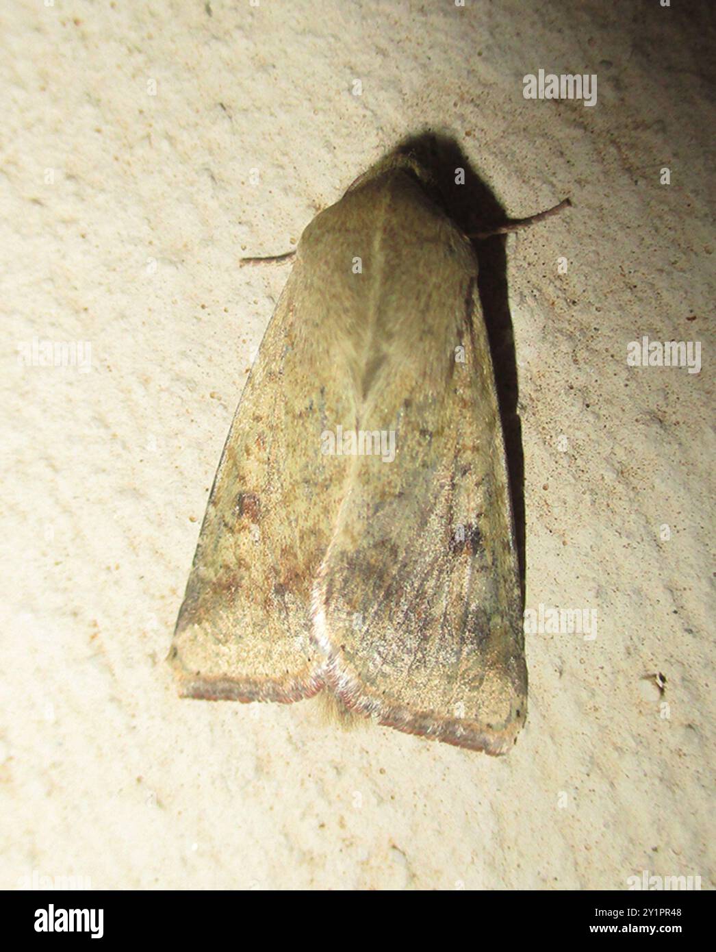 Cotton Bollworm Moth (Helicoverpa armigera) Insecta Stock Photo - Alamy